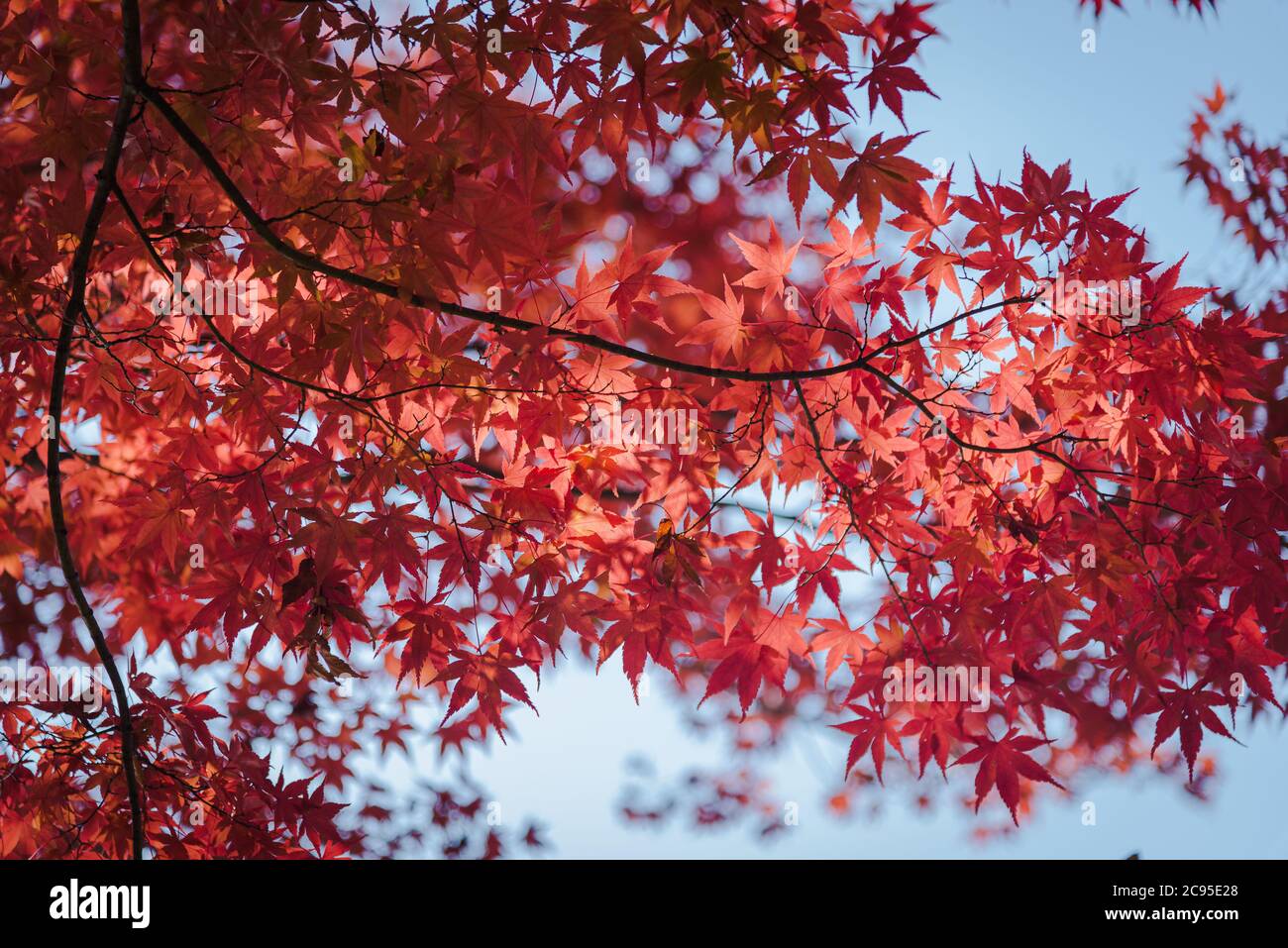 Japanese maple autumn hi-res stock photography and images - Alamy