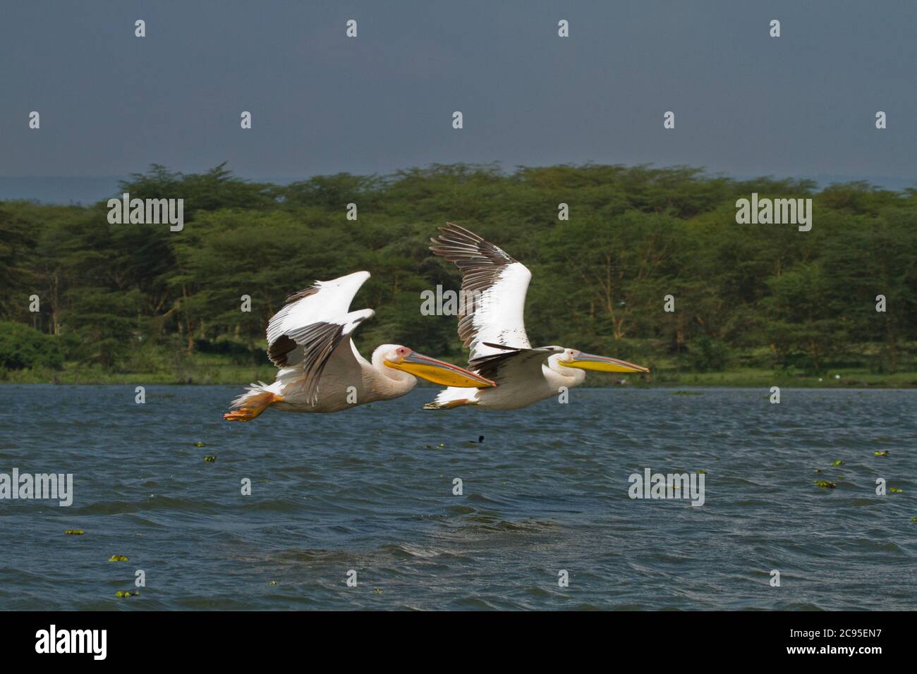 Two Great White Pelicans (Pelecanus onocrotalus) in flight, hulla ...