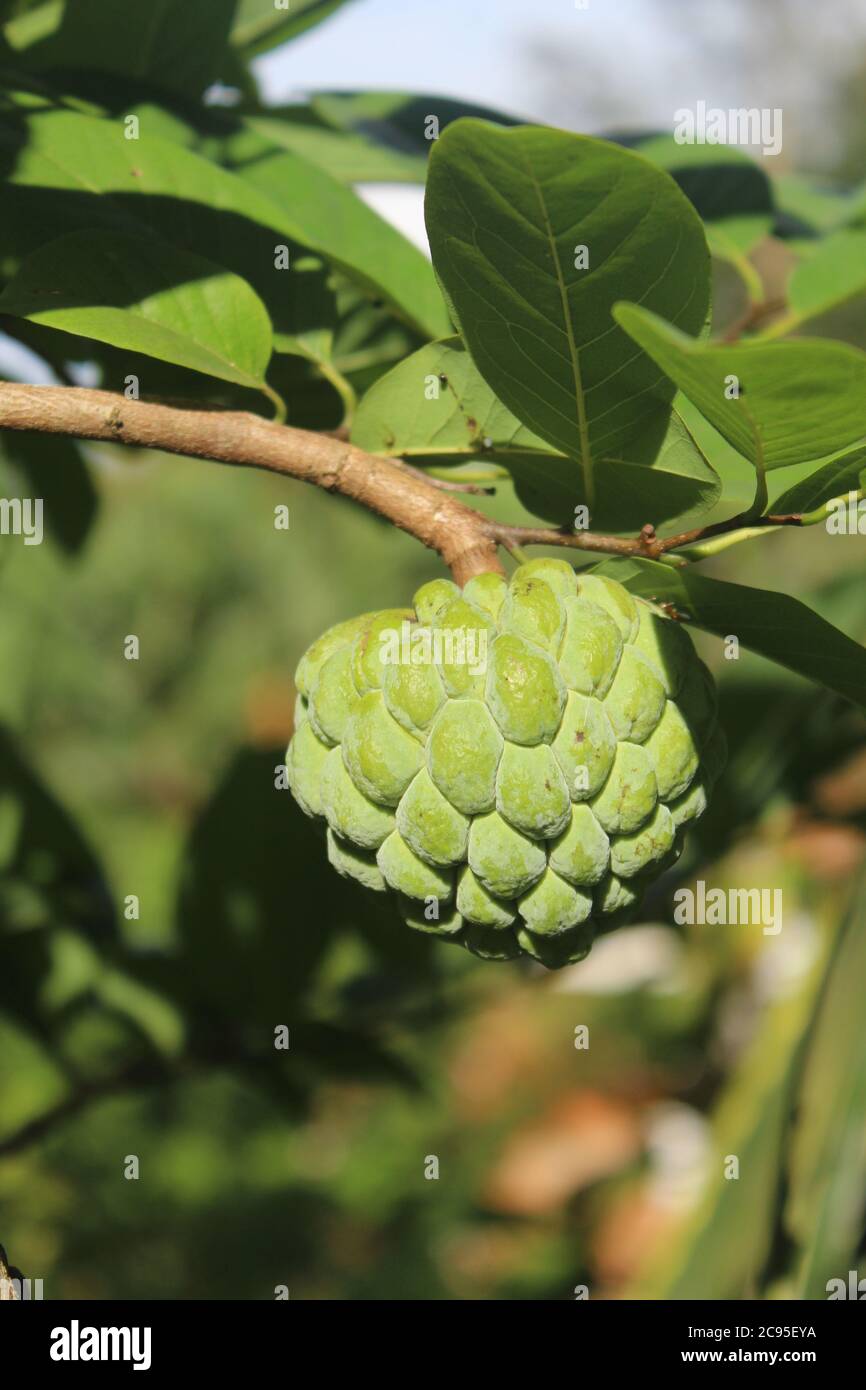 image of custard apple on the tree Stock Photo - Alamy