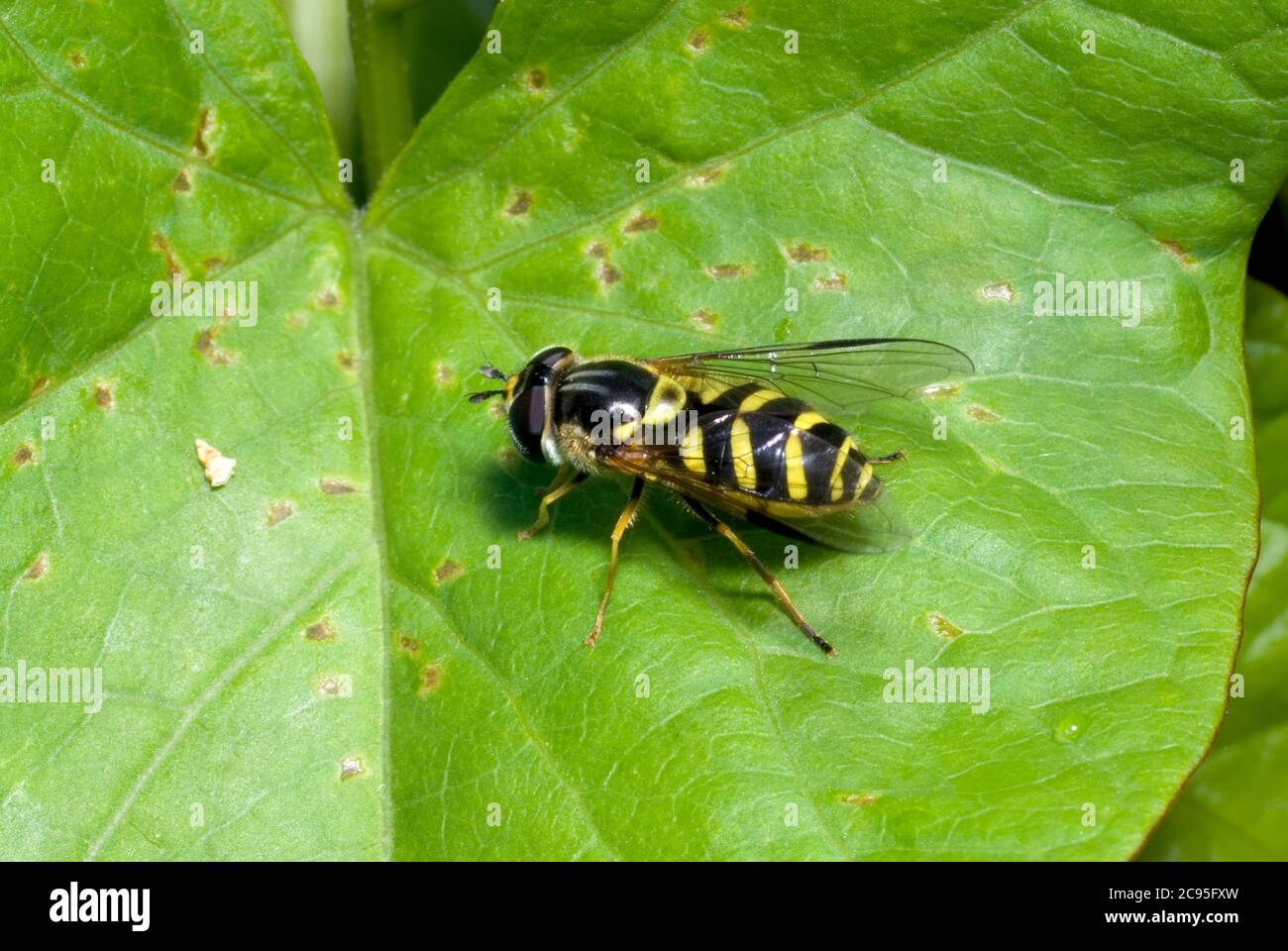 Harmless predator hi-res stock photography and images - Alamy