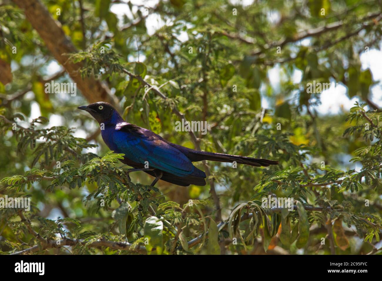 Ruppell's starling hi-res stock photography and images - Alamy