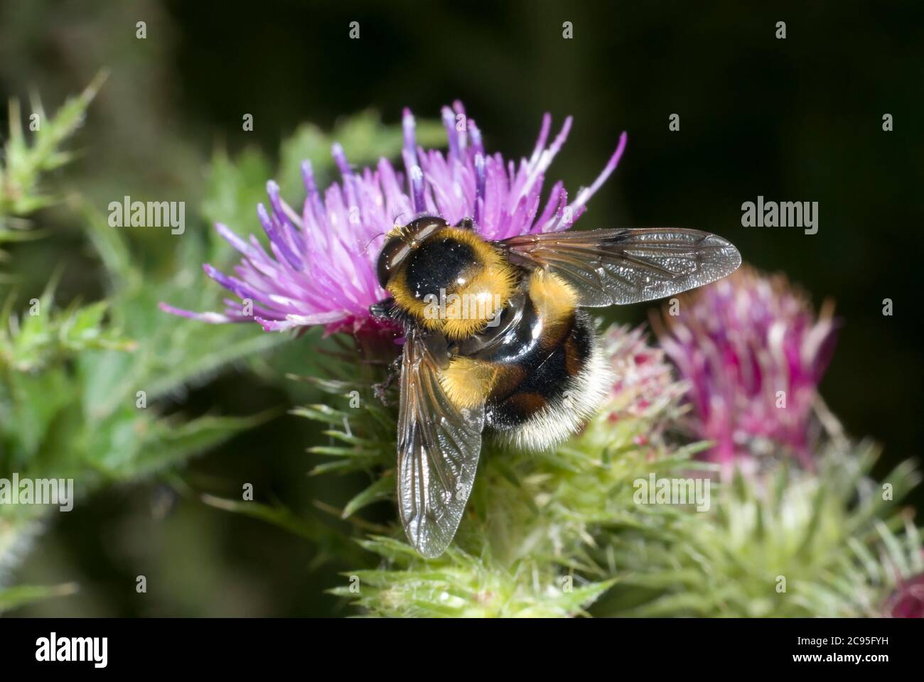 Bumble bee mimic hoverfly hi-res stock photography and images - Alamy