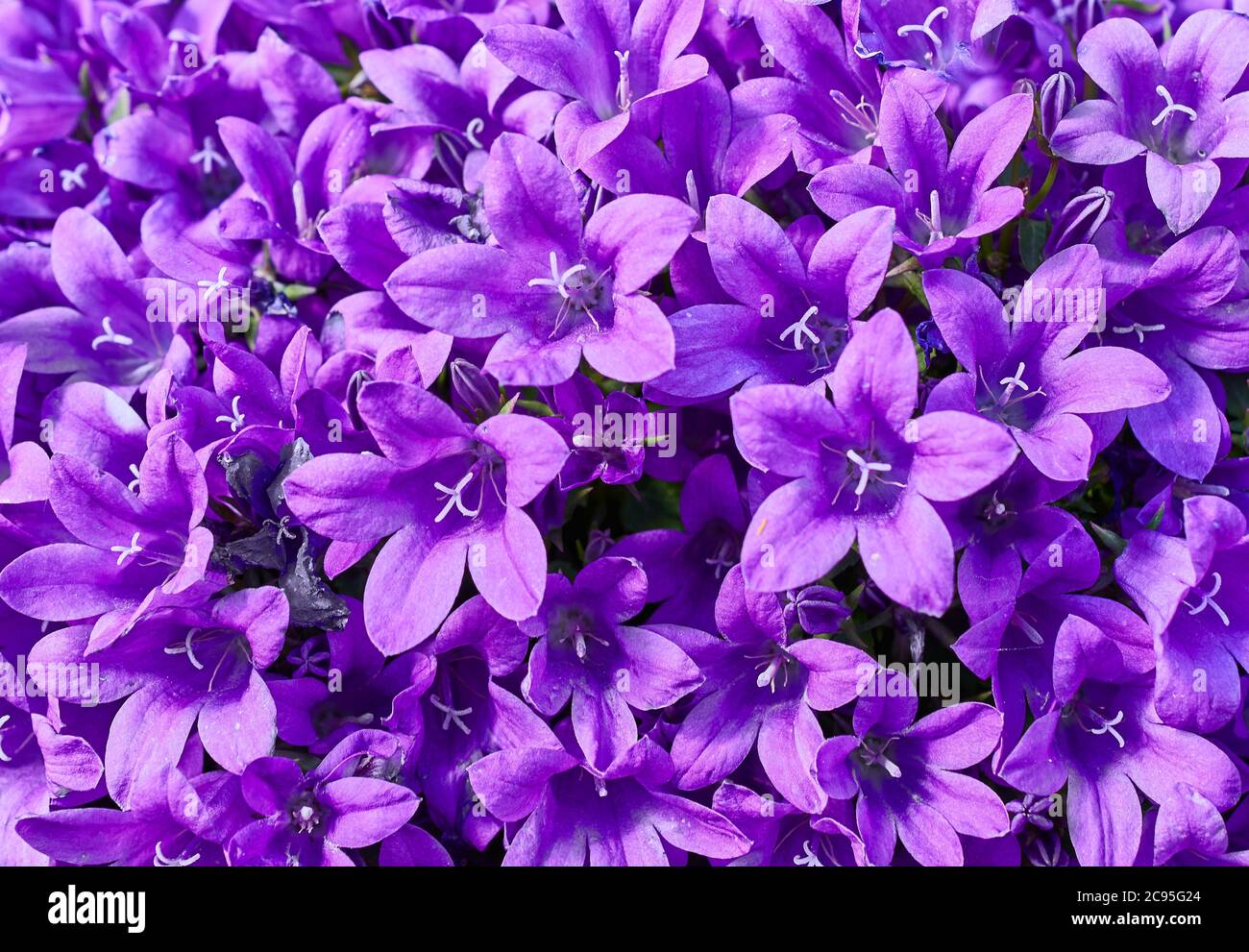 Mass of small mauve and purple flowers on the Dalmation bellflower or ...