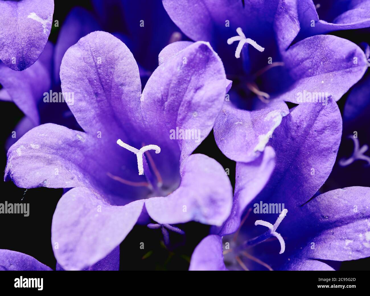 The small mauve and purple flower of the Dalmation bellflower or ...