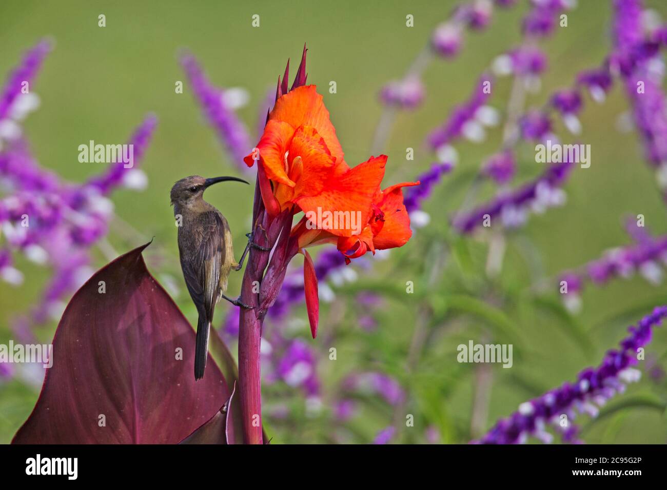 African sunbirds hi-res stock photography and images - Alamy
