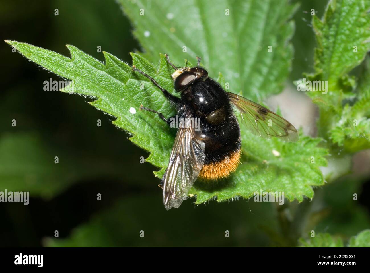 Bumble Bee Mimic Hoverfly High Resolution Stock Photography and Images ...