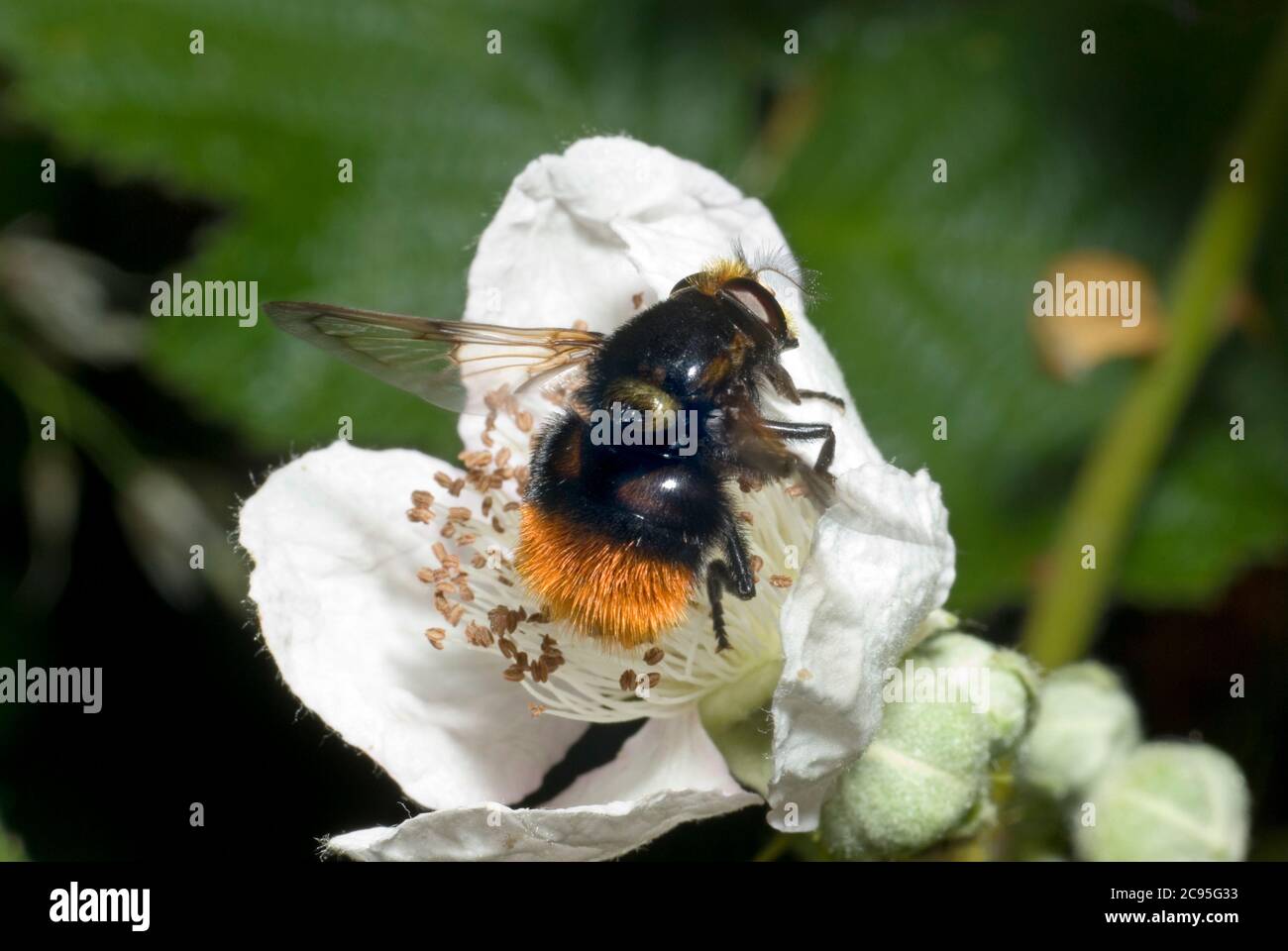 Volucella bombylans Hoverfly Stock Photo - Alamy