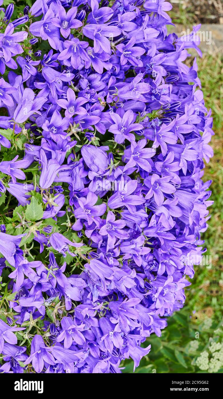 Mass of small mauve and purple flowers on the Dalmation bellflower or ...