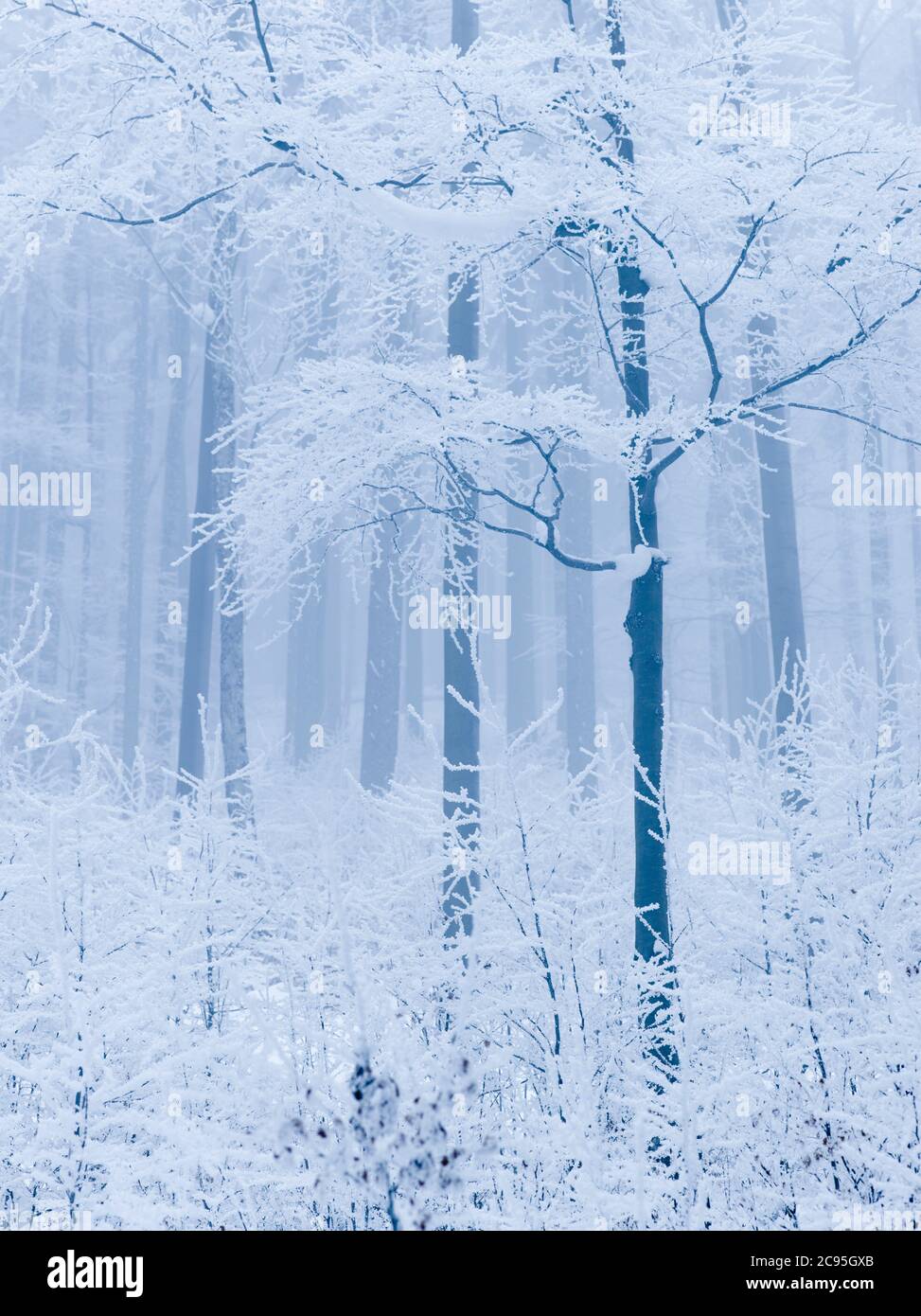 Deciduous Forests Winter High Resolution Stock Photography and Images ...