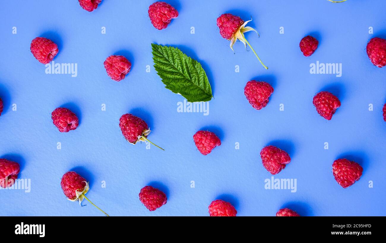 Pattern of ripe red raspberry on blue background. Creative layout of ...