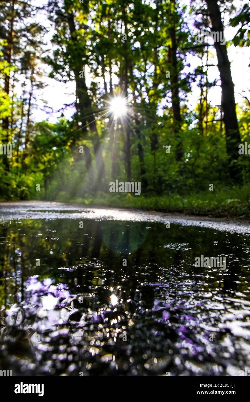 landscape of the forest road with sunlight and puddle Stock Photo - Alamy