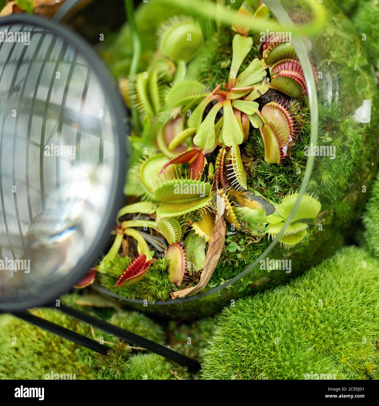 Venus Flycatcher in a florarium surrounded by moss. Top view, close-up ...