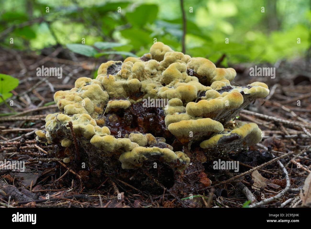 Inedible mushroom Phaeolus schweinitzii in the coniferous forest. Known ...