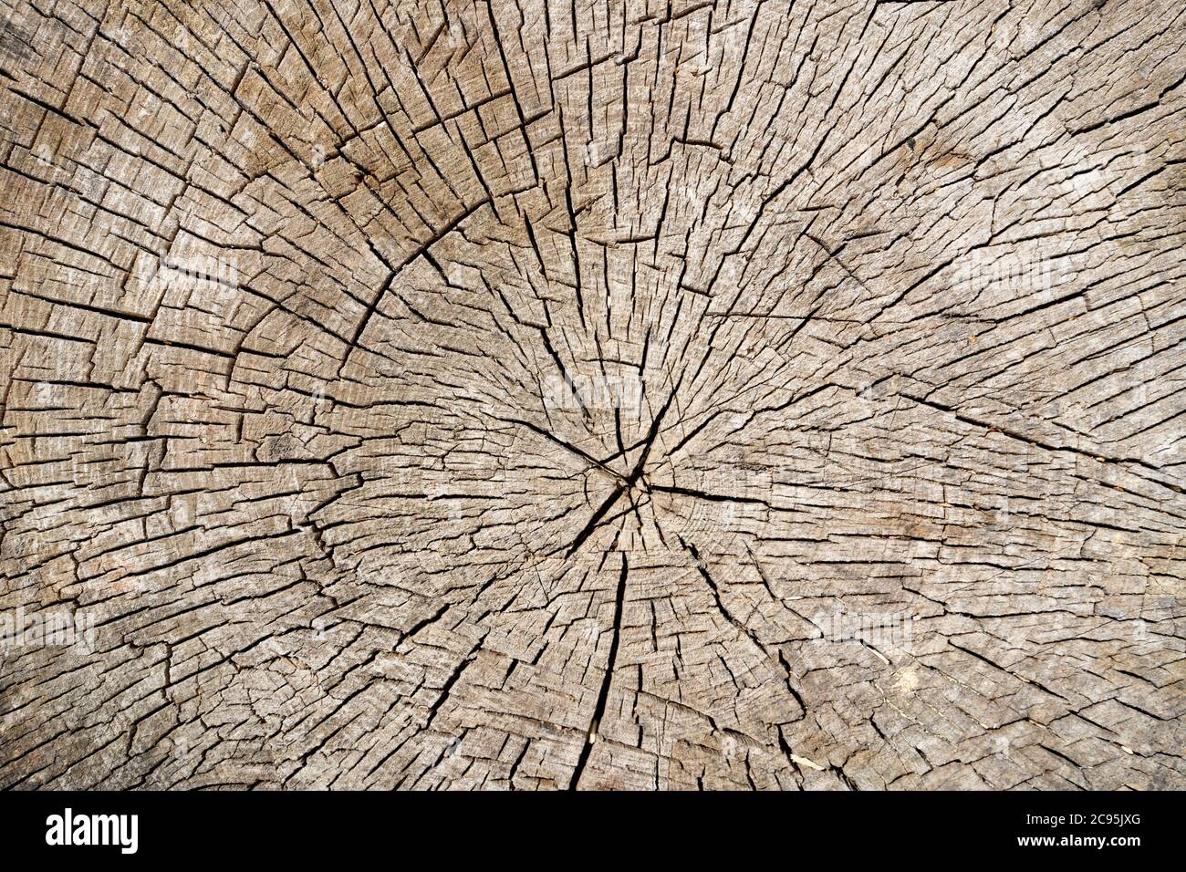 background from saw cut tree trunk Stock Photo - Alamy
