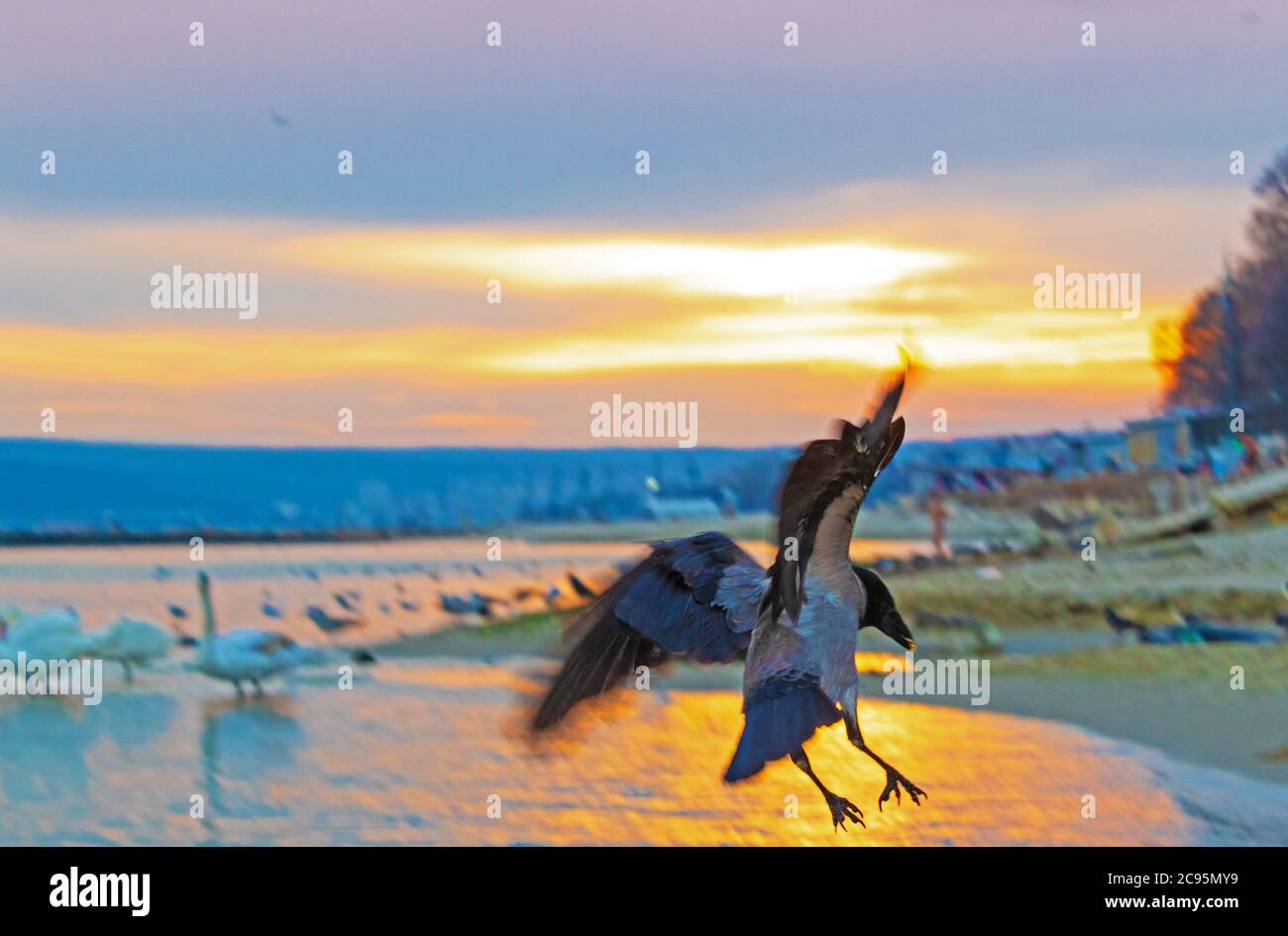 Crow Landing High Resolution Stock Photography and Images - Alamy