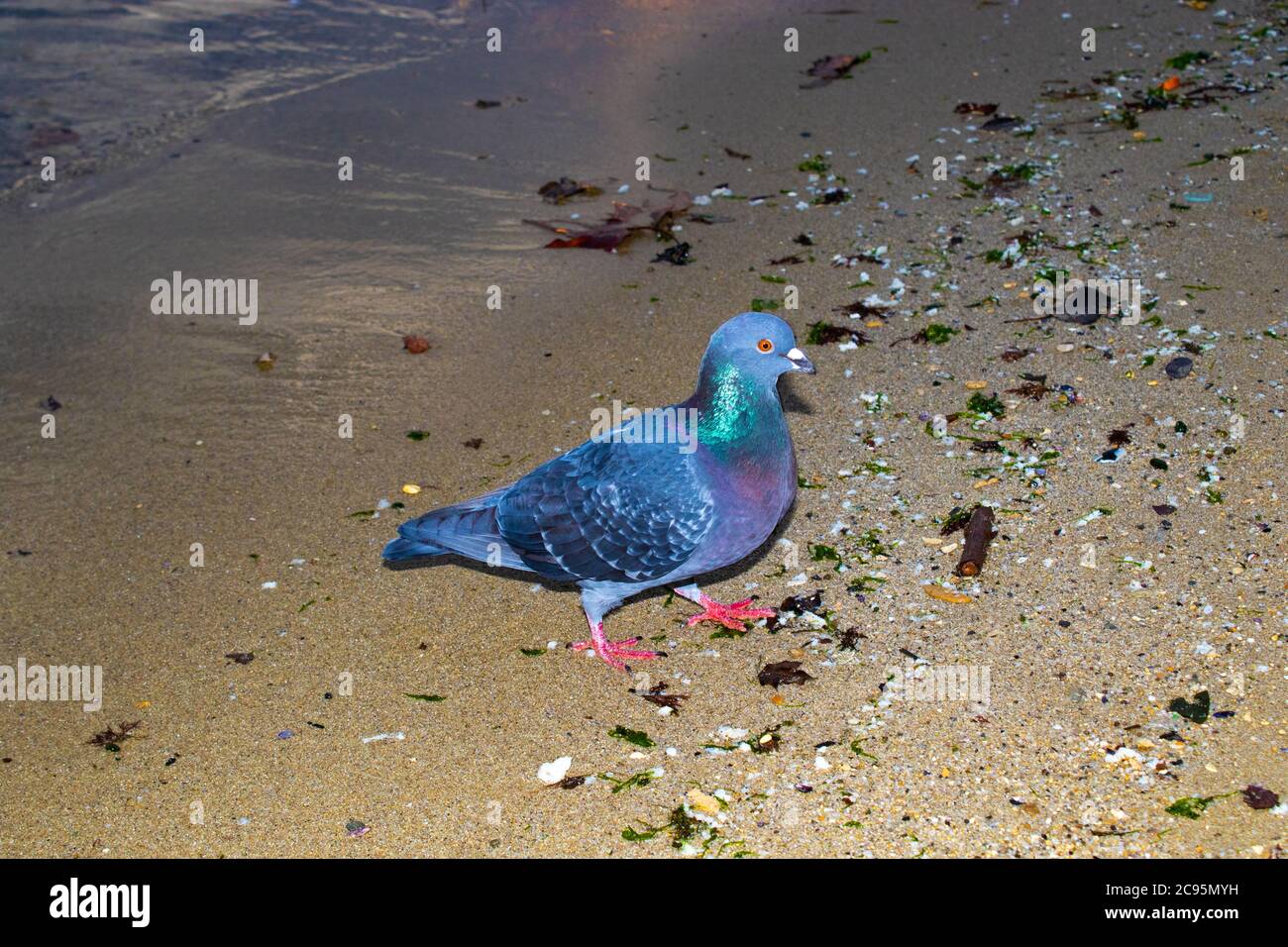 Pigeon in beach environment hi-res stock photography and images - Alamy