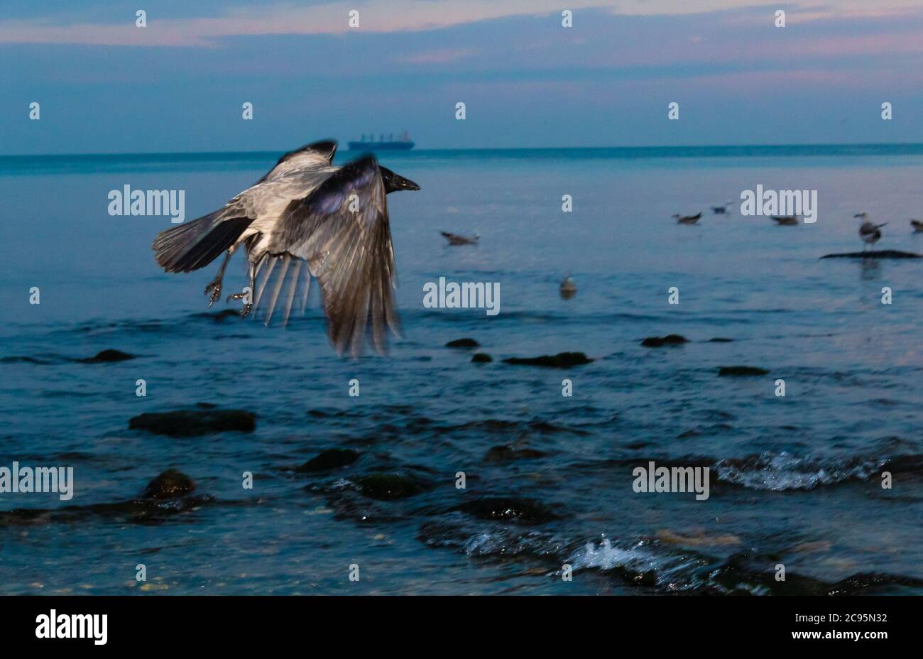 Crow Landing High Resolution Stock Photography and Images - Alamy