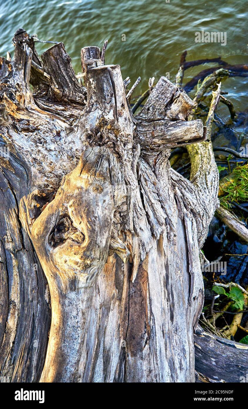 River bank tree root roots hi-res stock photography and images - Alamy
