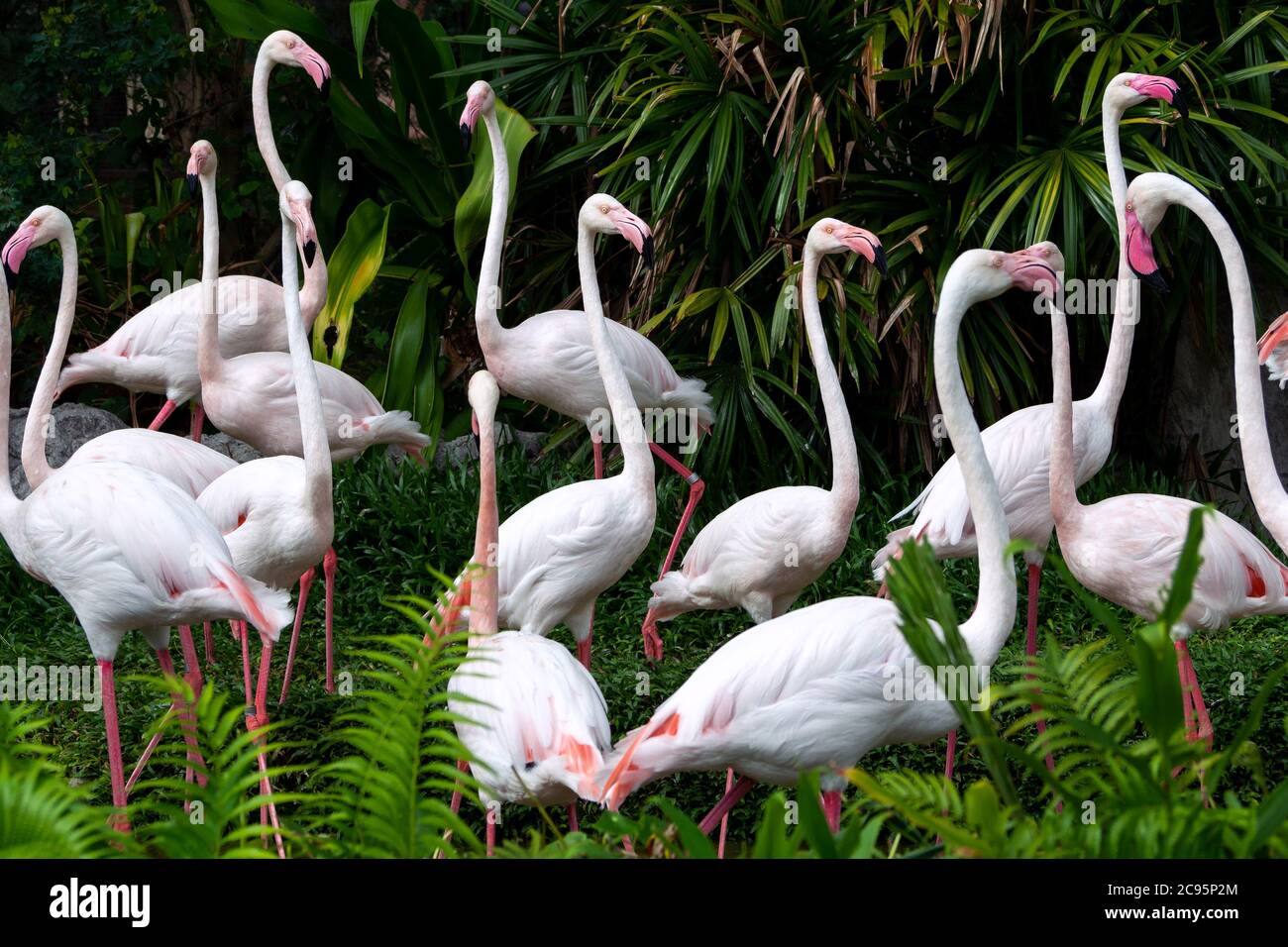 beautiful flock of flamingos is standing and relaxing in the wild at ...
