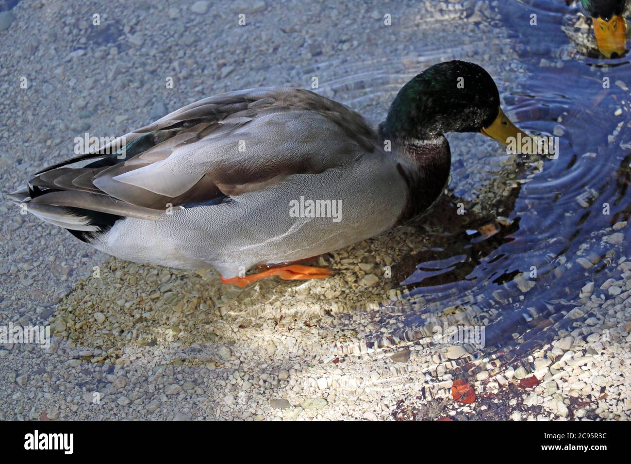 Top view female mallard duck hi-res stock photography and images - Alamy