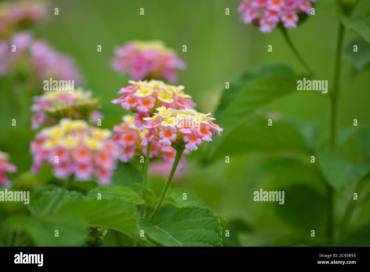 Multicolored Lantana flowers in the garden. Beautiful Colorful Hedge ...