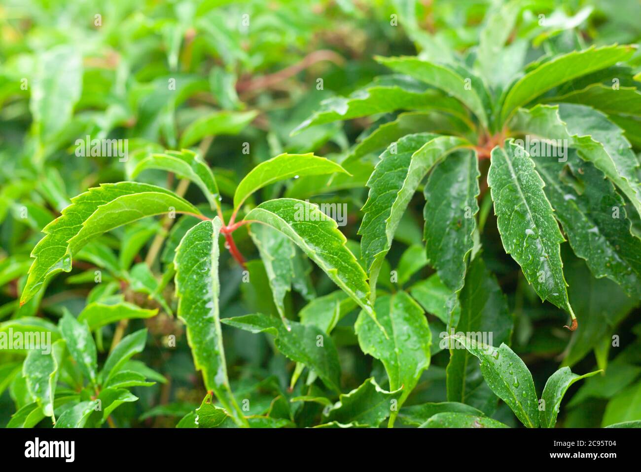 Nature / Seasons concept - View of rain-saturated Greenery Stock Photo ...