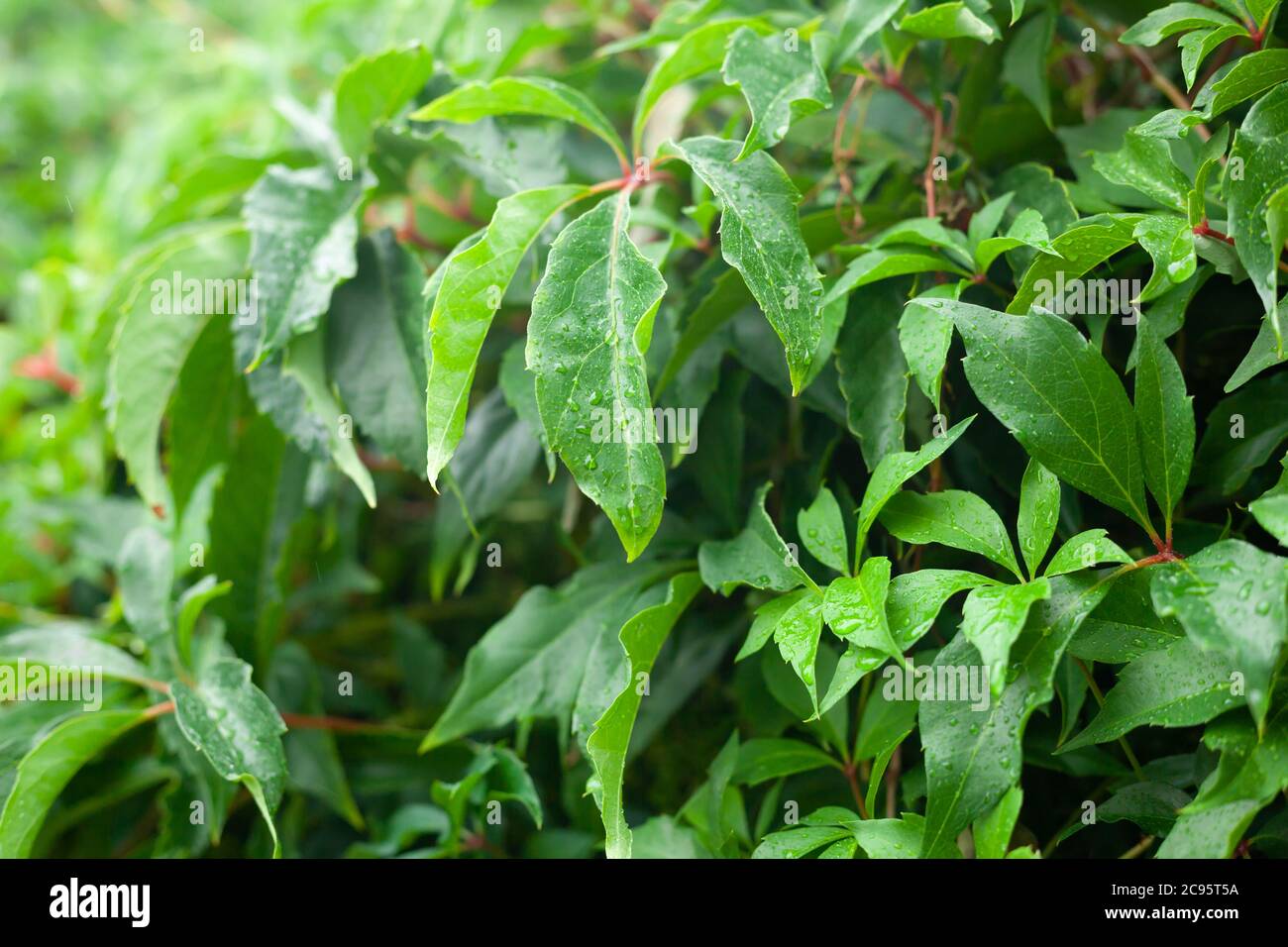 Nature / Seasons concept - View of rain-saturated Greenery Stock Photo ...