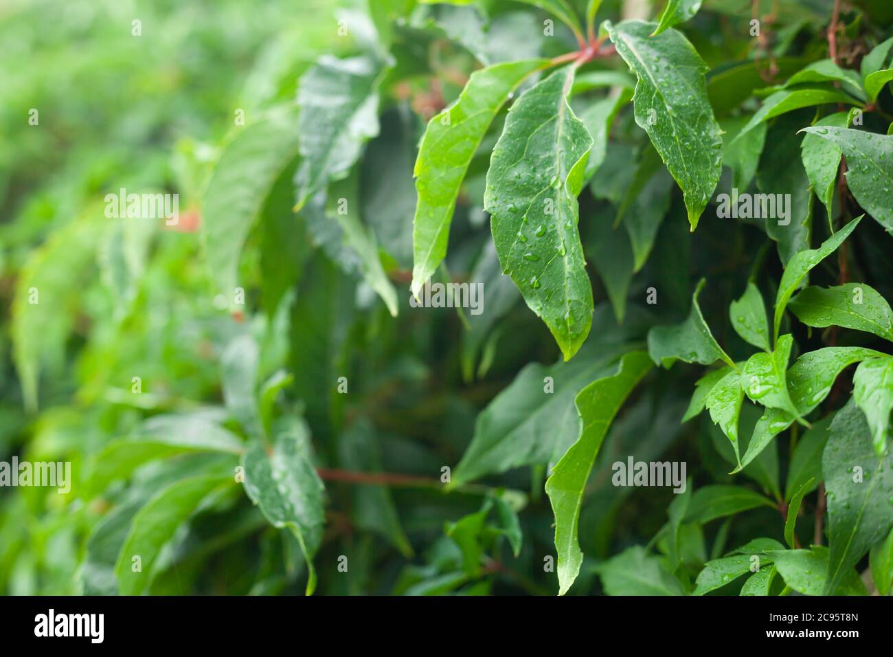 Nature / Seasons concept - View of rain-saturated Greenery Stock Photo ...