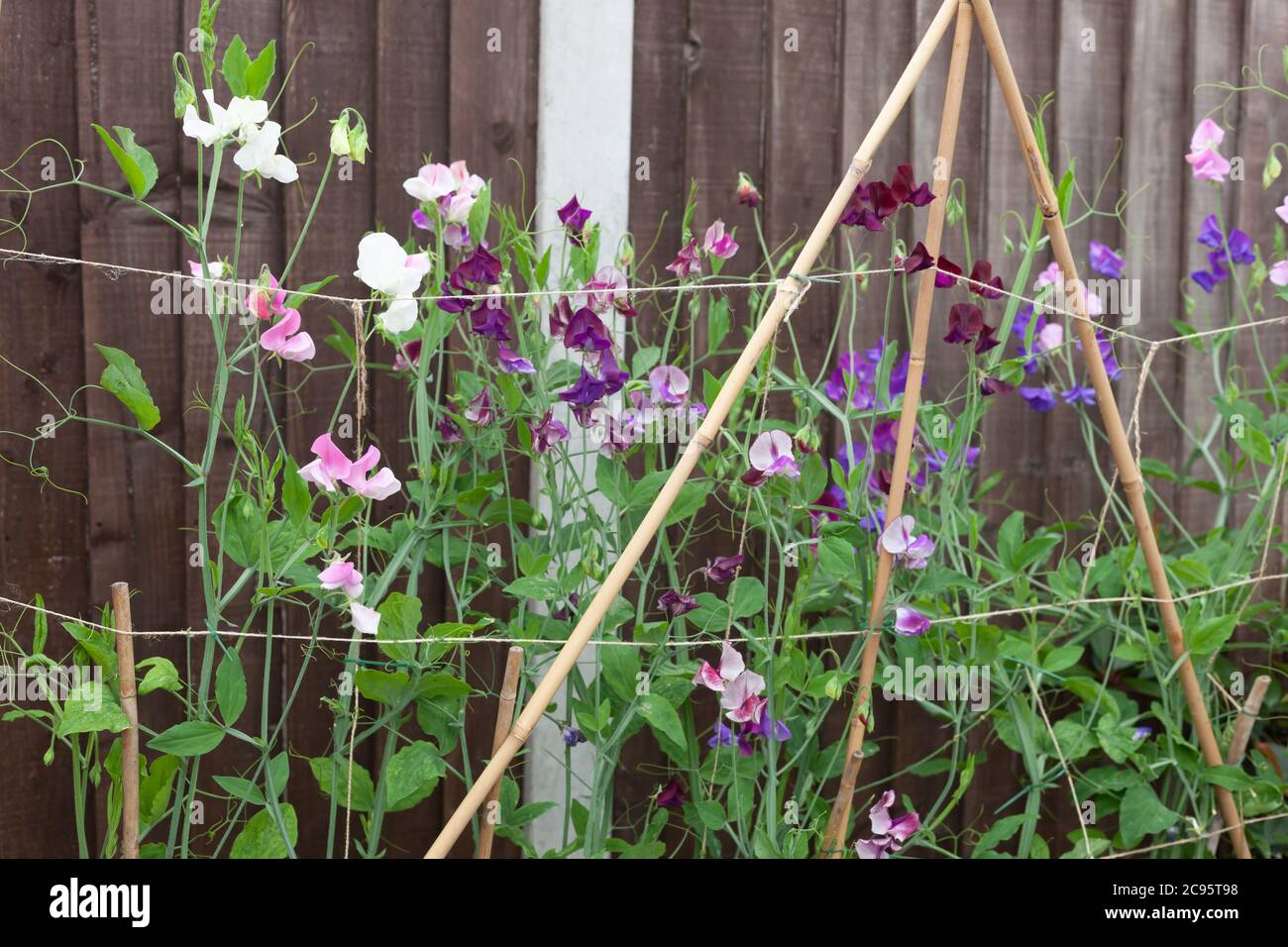 Sweetpea garden support hi-res stock photography and images - Alamy
