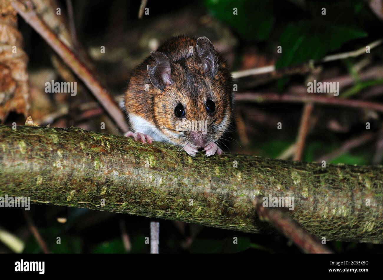 wood mouse apodemus sylvaticus Stock Photo - Alamy