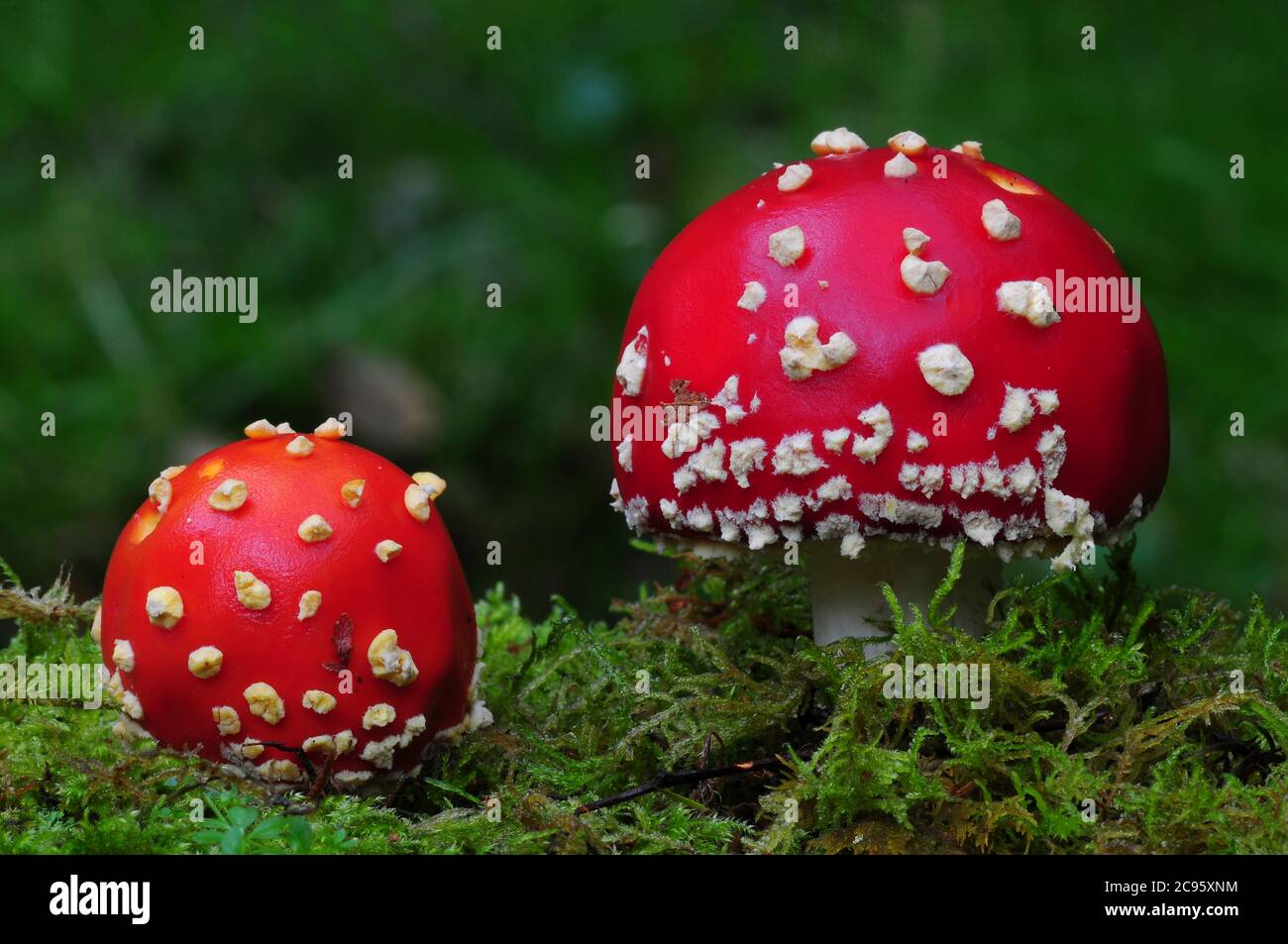 Fly agaric toadstools Stock Photo - Alamy