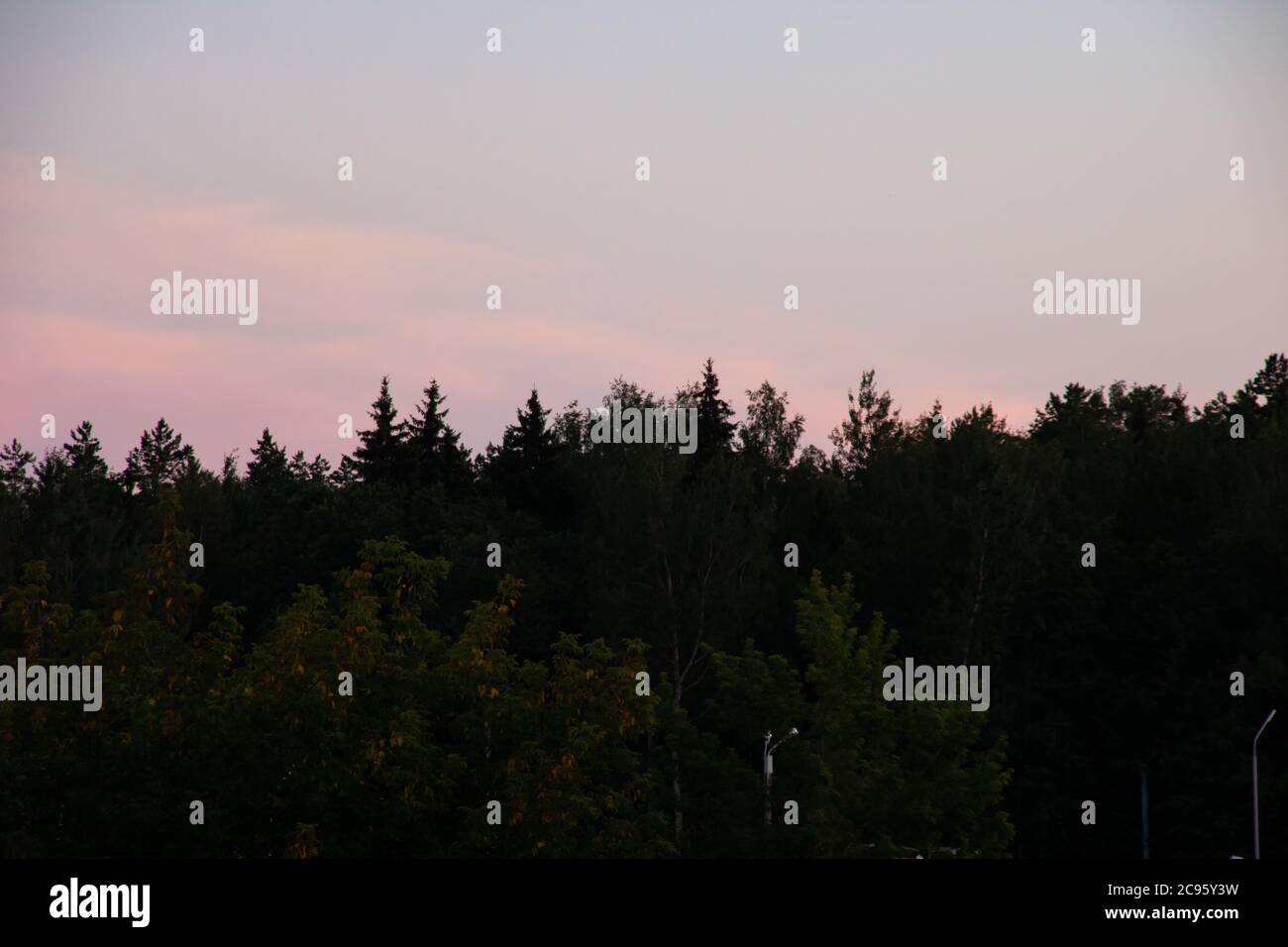 Pink sunset sky over tree silhouettes, background Stock Photo - Alamy