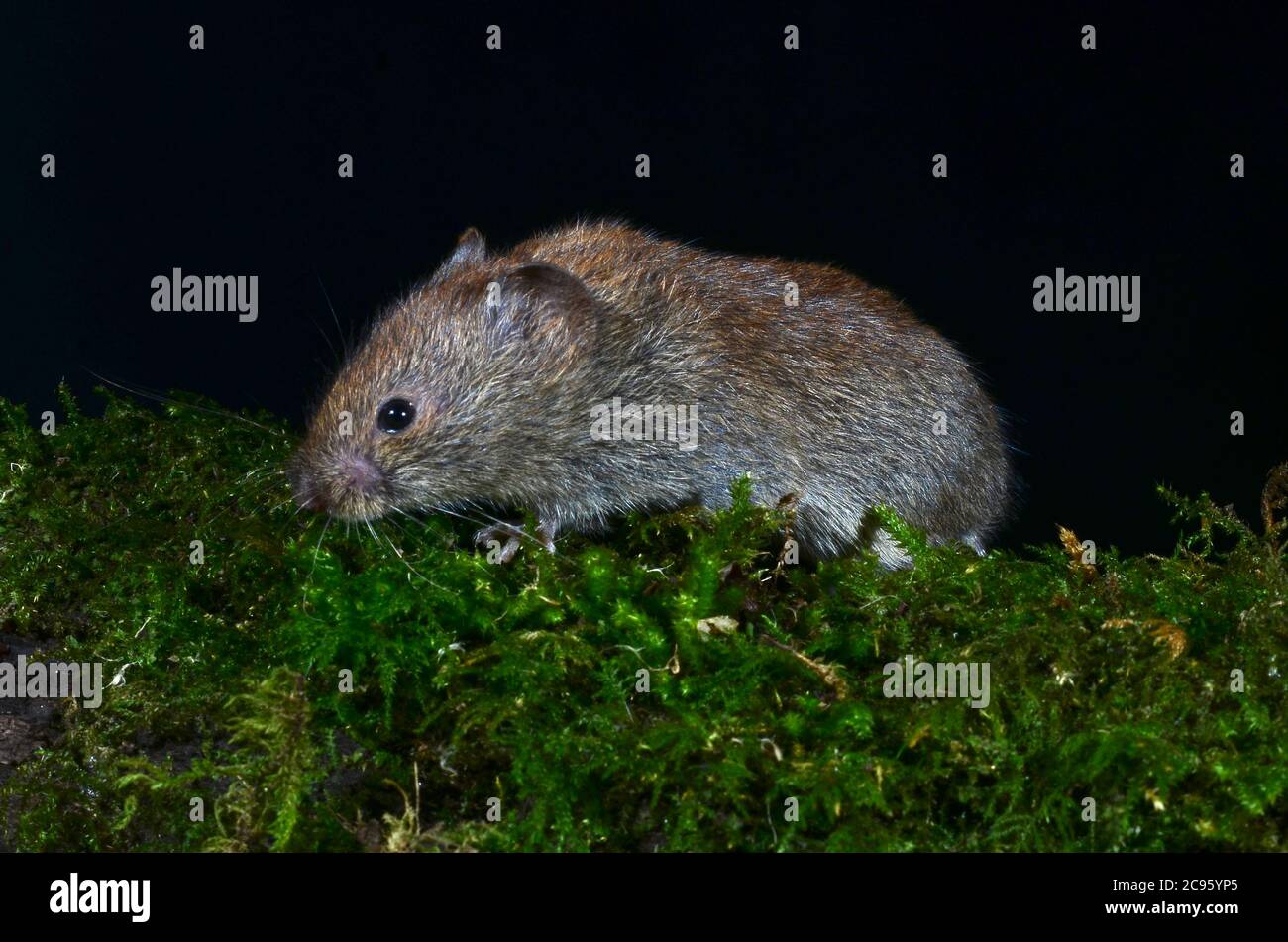 Voles clethrionomys glareplus hi-res stock photography and images - Alamy