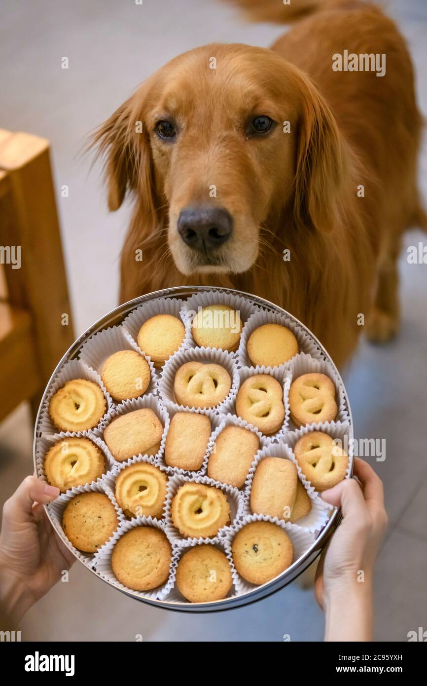 The Golden retriever and cookies Stock Photo - Alamy