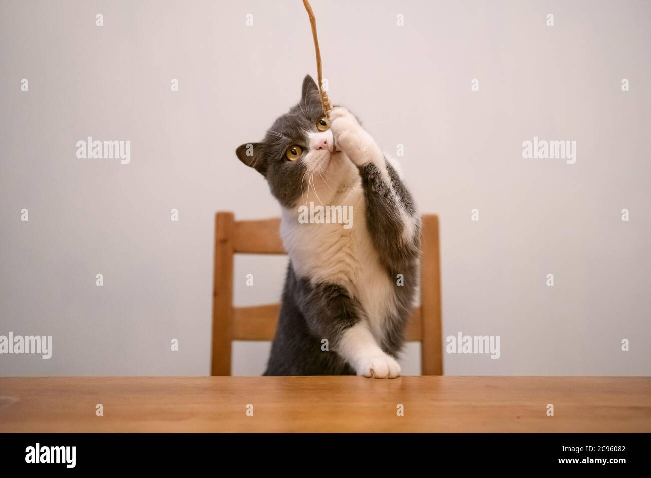 British shorthair cat climbs the dining table Stock Photo - Alamy