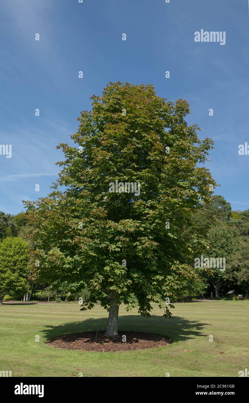Summer Foliage of a Deciduous Horse Chestnut Tree (Aesculus ...