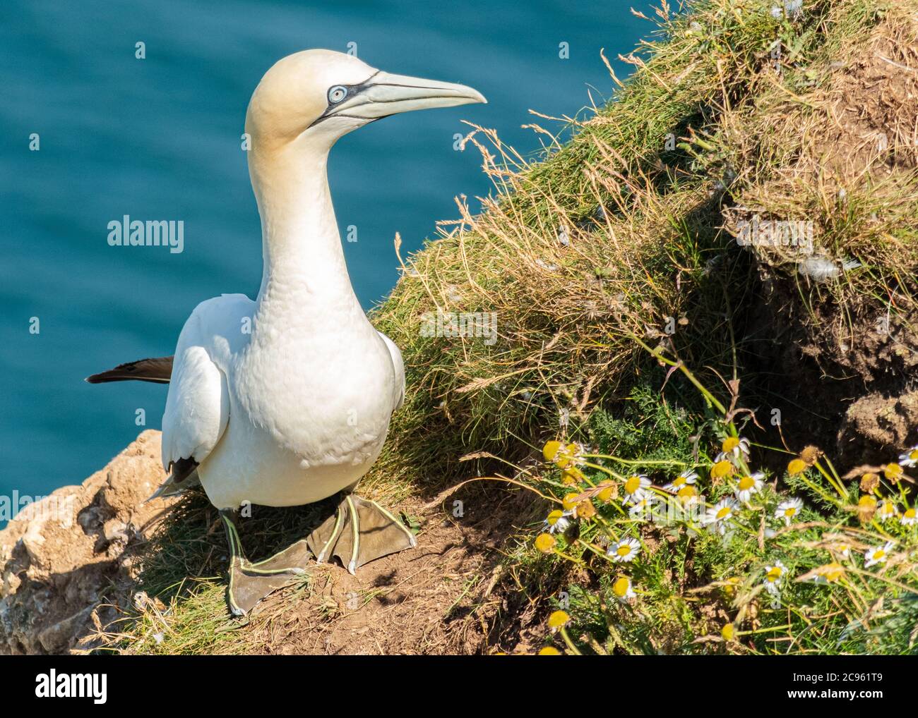 Some fantastic sea birds on the Yorkshire coast at Bempton Cliffs Stock ...