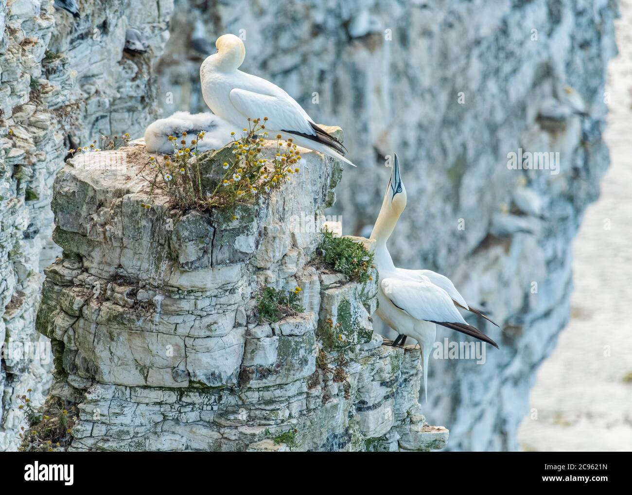 Some fantastic sea birds on the Yorkshire coast at Bempton Cliffs Stock ...