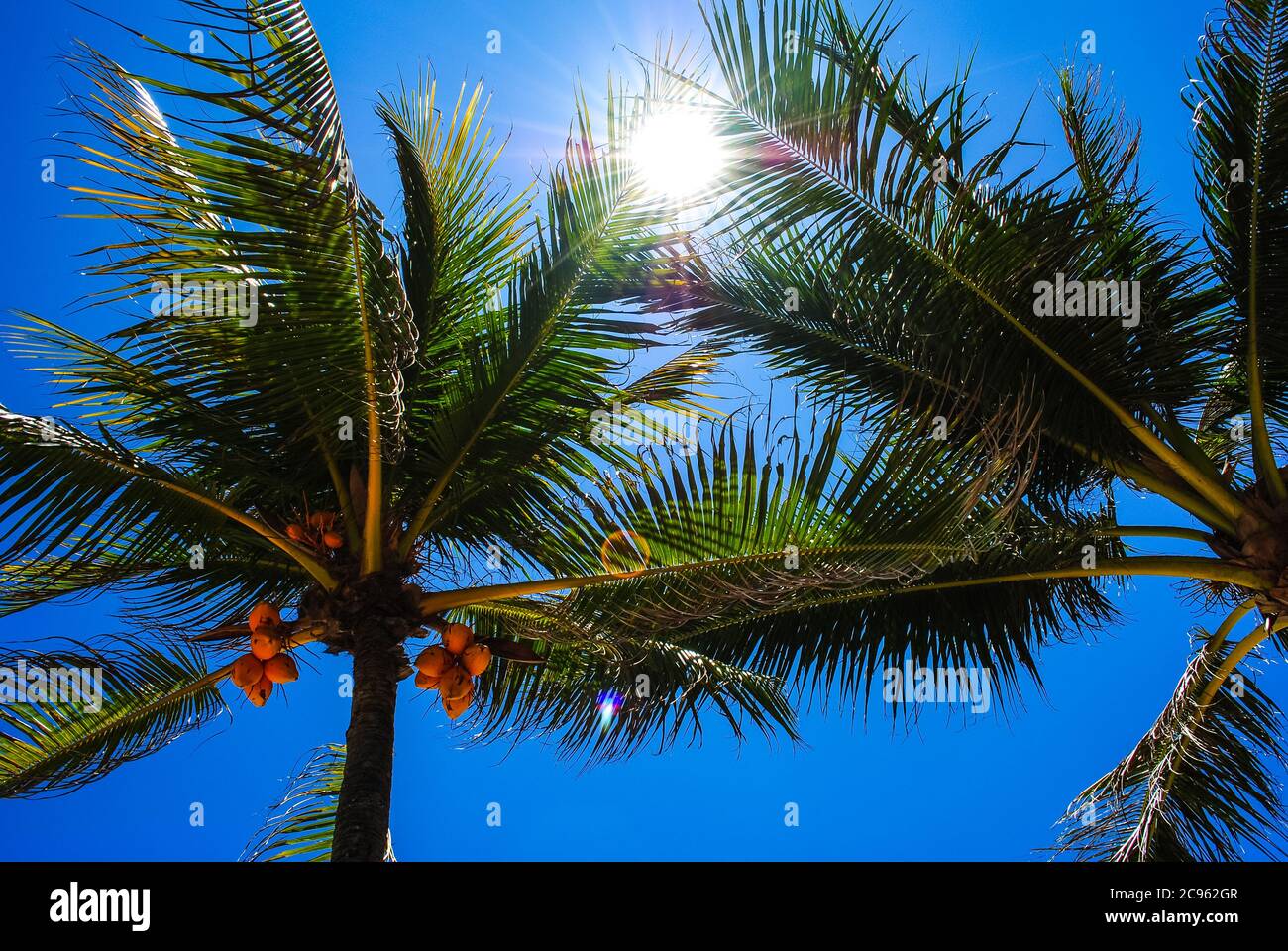 Underneath coconut trees Stock Photo - Alamy