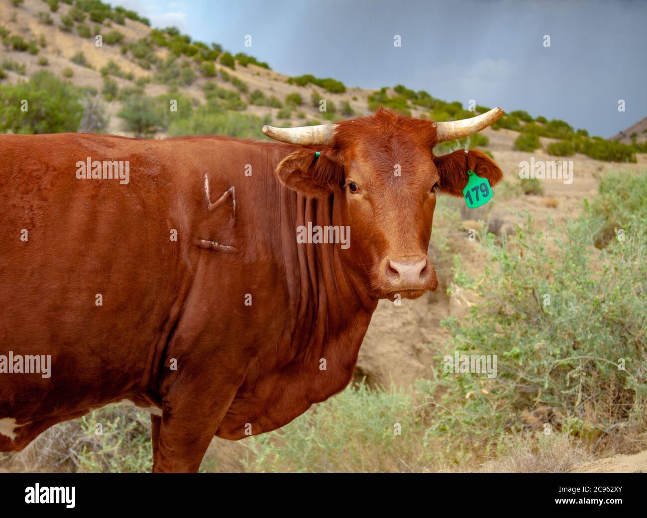 Cattle with big horns hi-res stock photography and images - Alamy