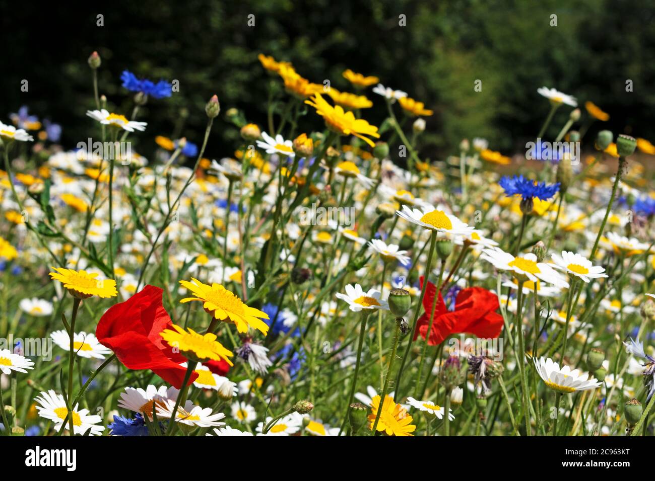 Native wild flower meadow Stock Photo - Alamy