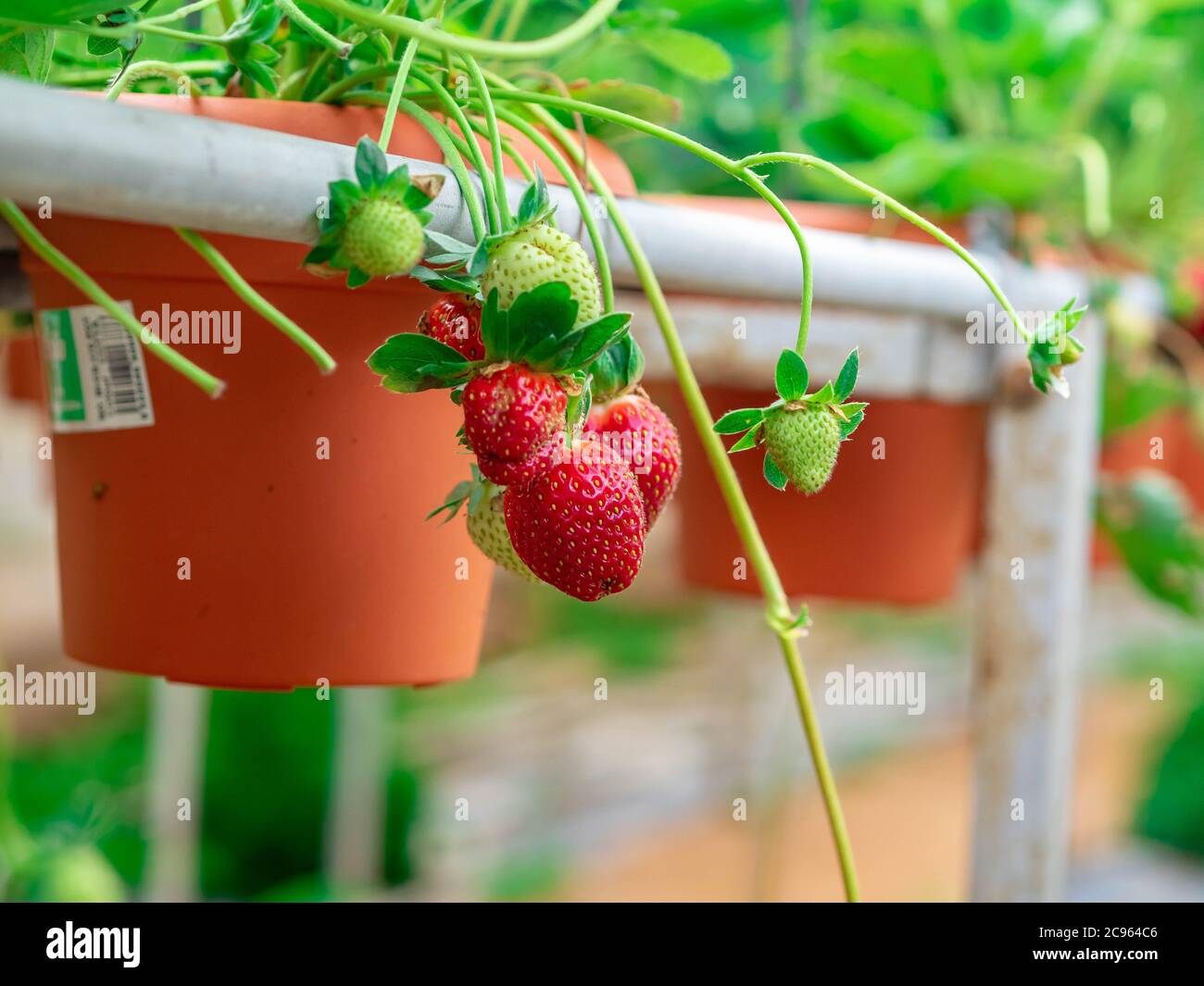 Buah strawberry hi-res stock photography and images - Alamy