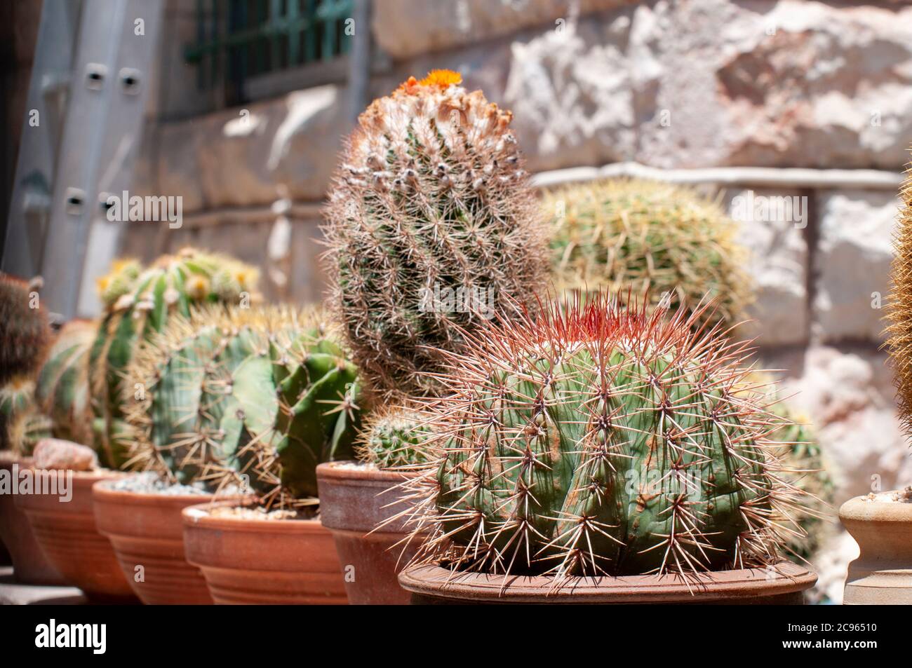 a variety of Cacti grow in pots in a garden Stock Photo - Alamy