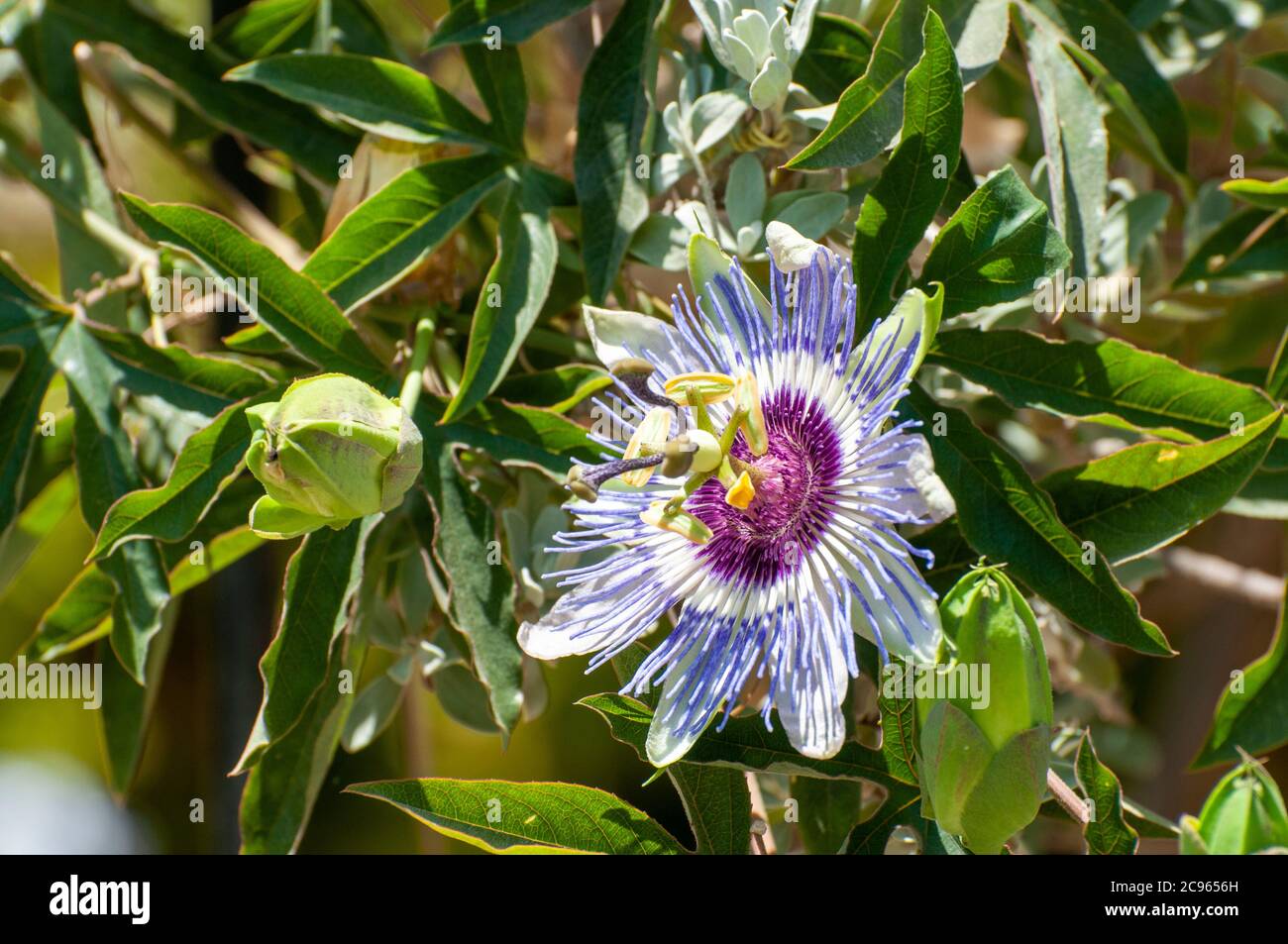 Passiflora, known also as the passion flowers or passion vines, is a ...