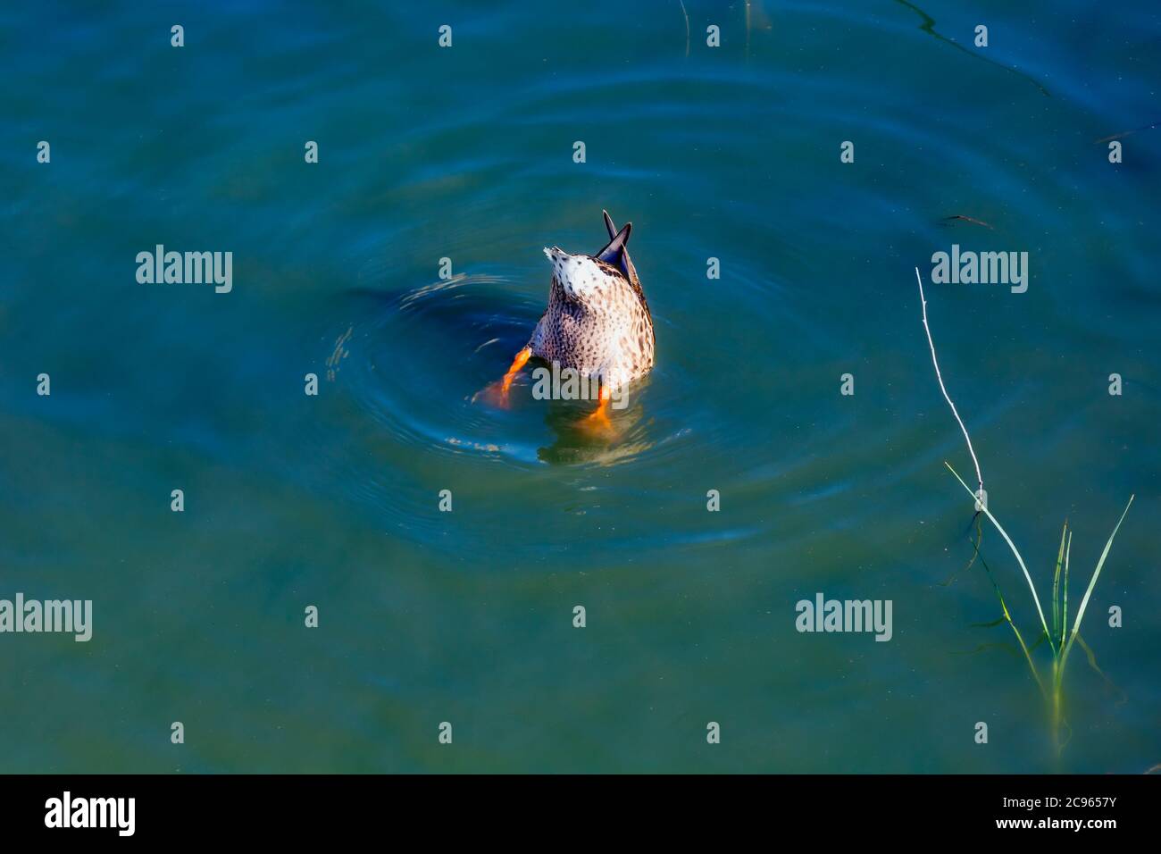 A duck ducking head under water in search of food Stock Photo - Alamy