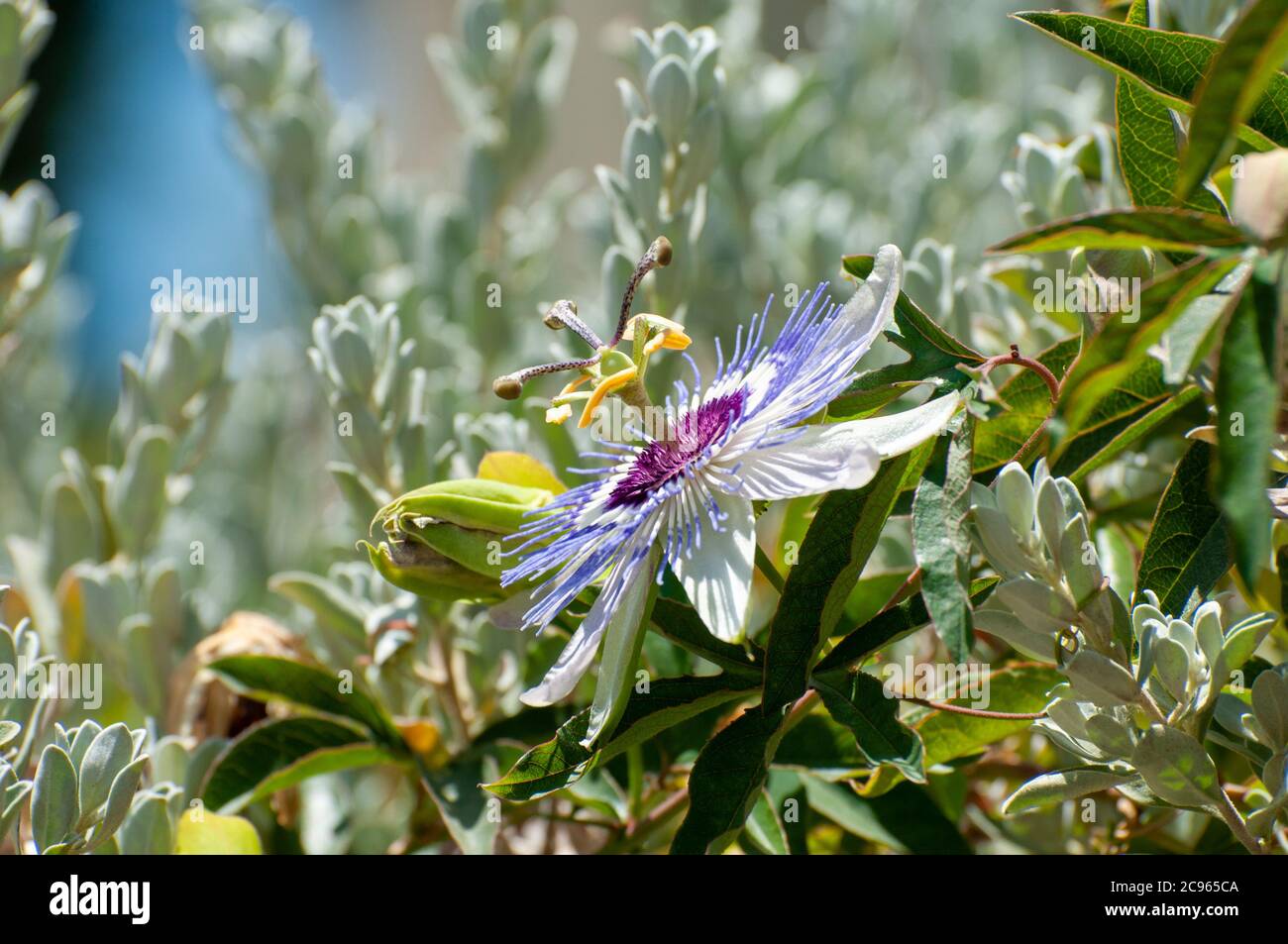 Passiflora, known also as the passion flowers or passion vines, is a ...