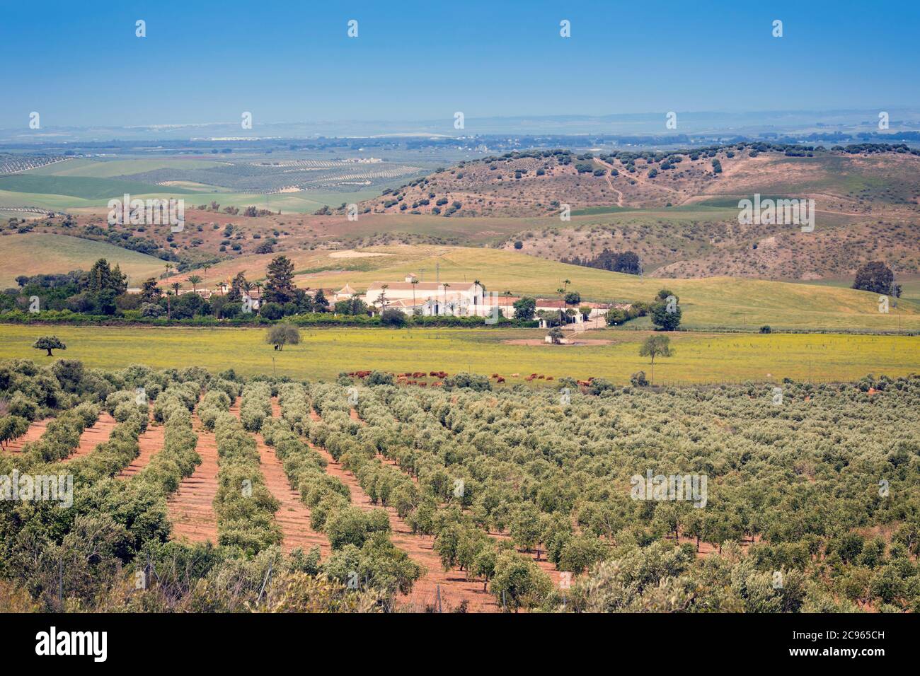 Field with olive trees hi-res stock photography and images - Alamy