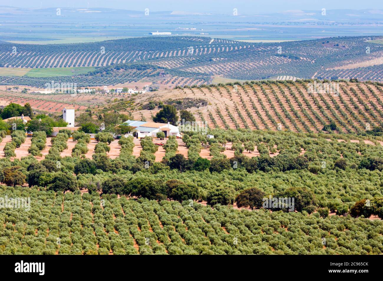 Land of olive trees hi-res stock photography and images - Alamy