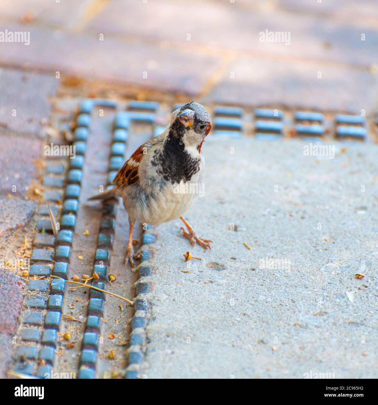 Male house sparrow (Passer domesticus). Photographed in Jerusalem ...