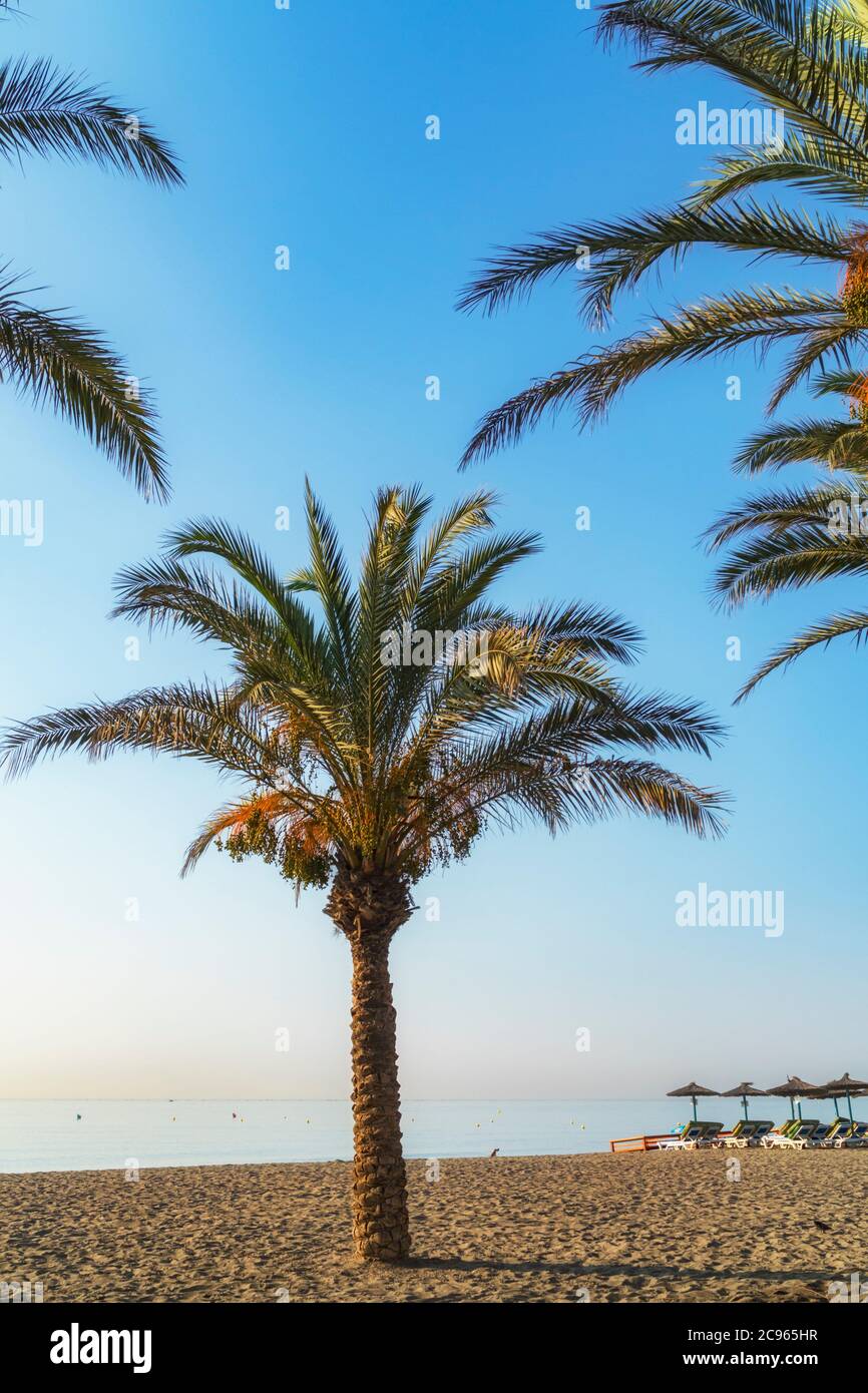Torremolinos, Malaga Province, Costa del Sol, Spain. Palm trees on ...